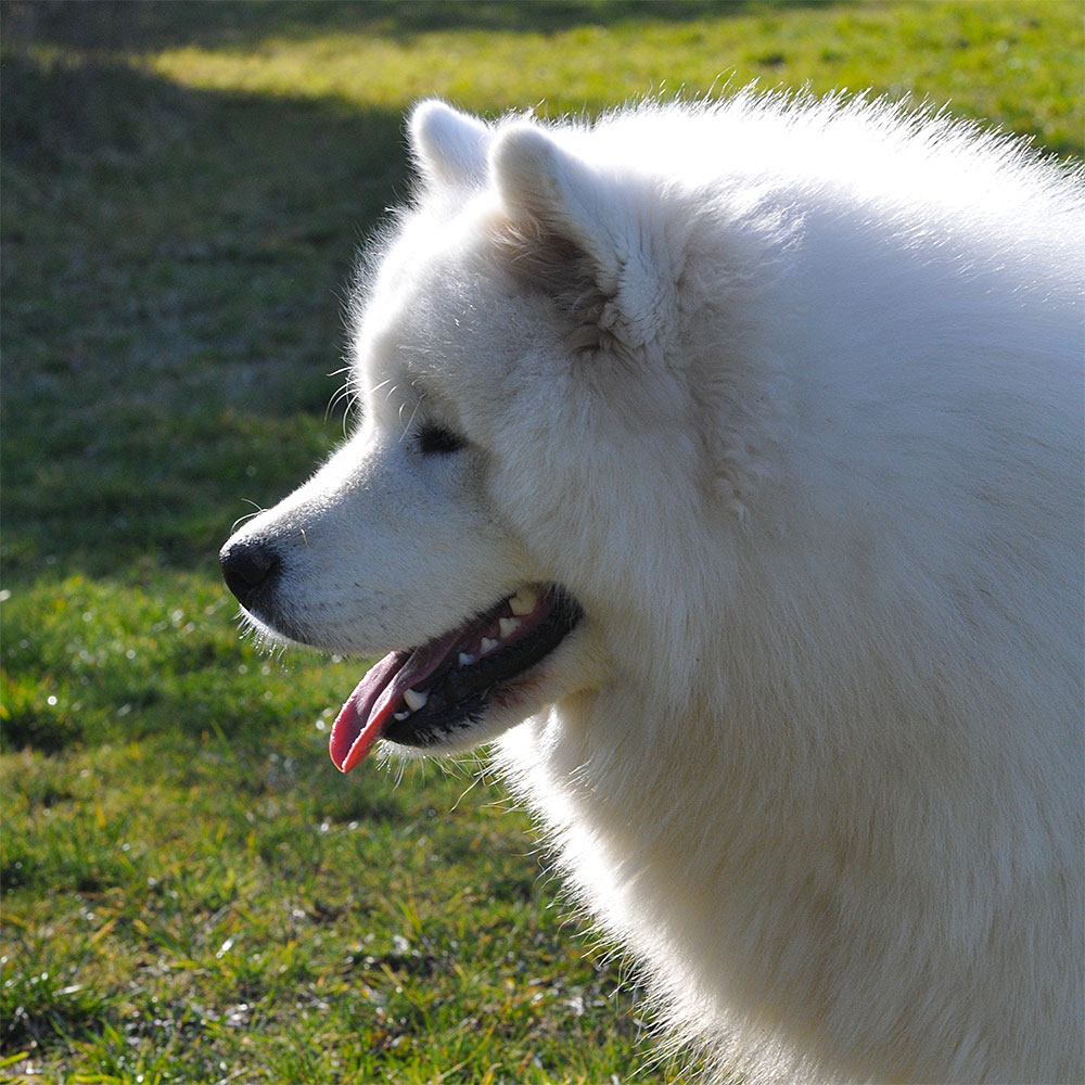 Le Standard du Samoyède - Élevage Of Sparkling Starlight