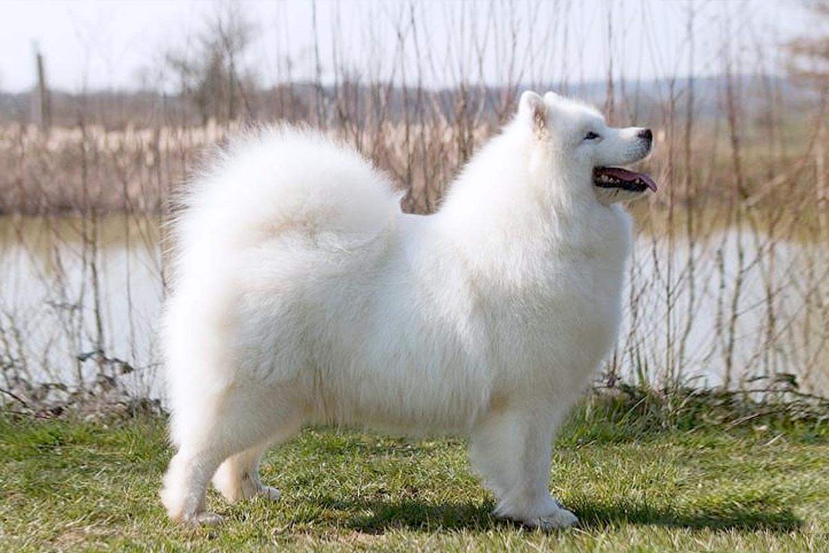 Djazzy Doris Day du Domaine de Merlin - Samoyède Of Sparkling Starlight