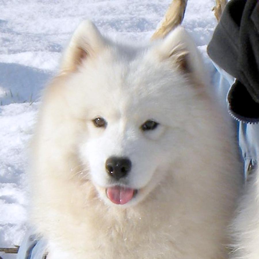 Djazzy Doris Day du Domaine de Merlin - Samoyède Of Sparkling Starlight