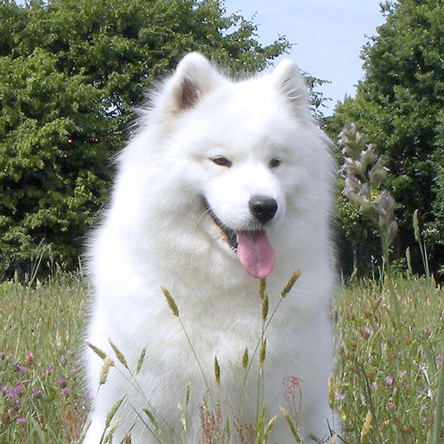 Djazzy Doris Day du Domaine de Merlin - Samoyède Of Sparkling Starlight